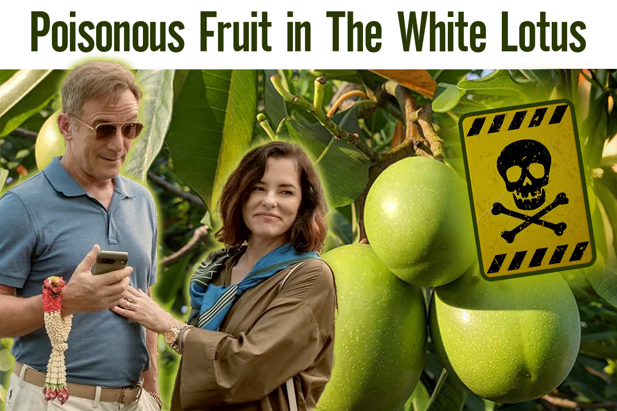 Poisonous Fruit in The White Lotus - Blog By CyberMart USA